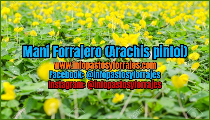 Maní forrajero (Arachis pintoi) - Leguminosa Forrajera