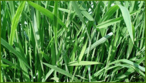 Pasto Peludo (Brachiaria decumbens)