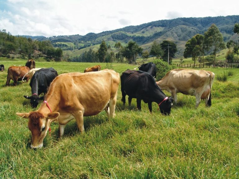️Pasto Alemán (Echinochloa polystachya)