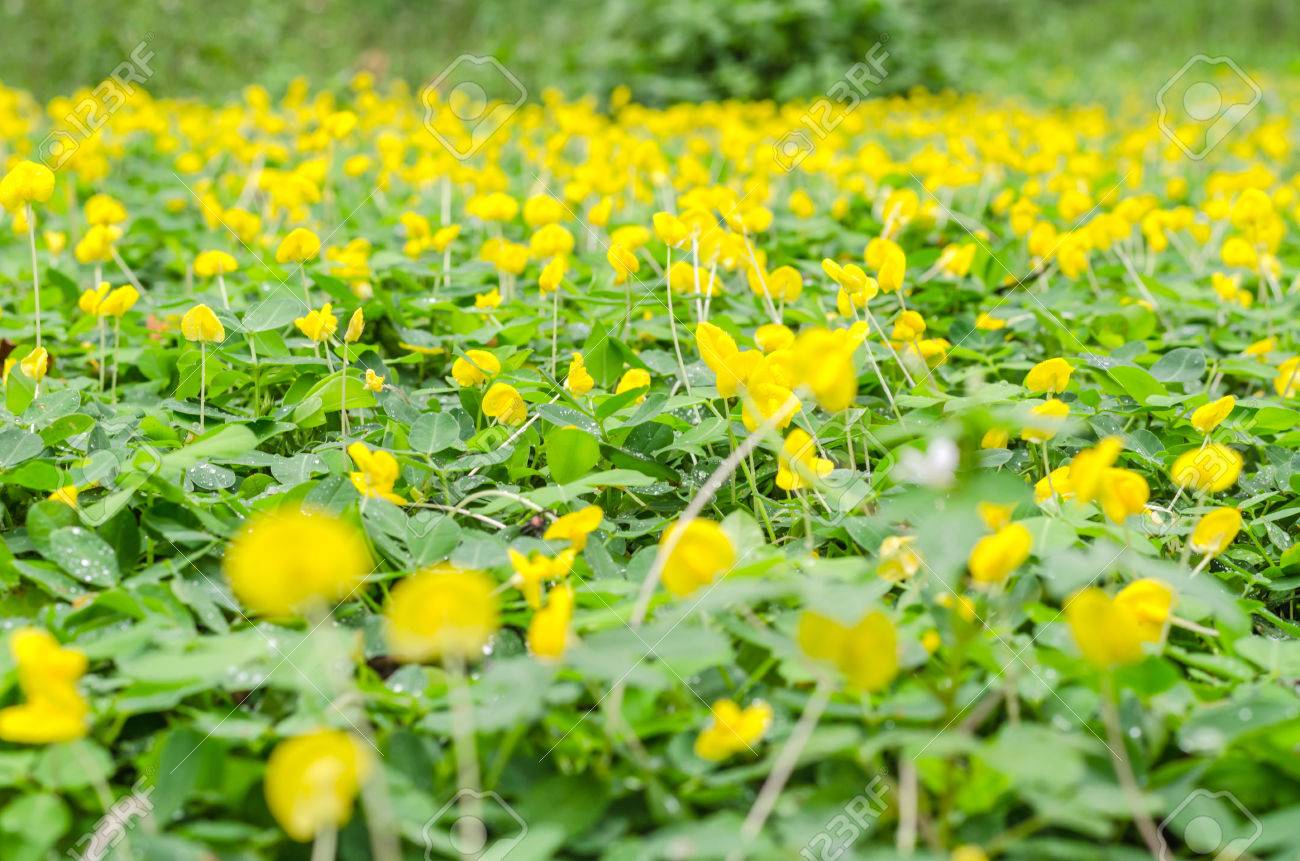 Maní forrajero (Arachis pintoi) informacion completa