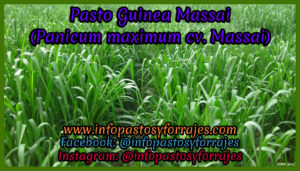 Pasto Guinea Massai (Panicum maxicum cv. Massai)