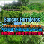 Bancos Forrajeros; Ventajas, Tipos de Bancos....