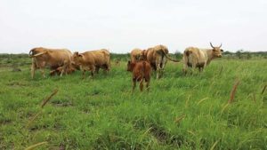 Pasto Búffel (Cenchrus ciliaris) - Información Completa