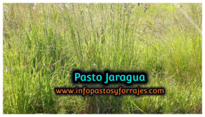 Pasto Búffel (Cenchrus ciliaris) - Información Completa