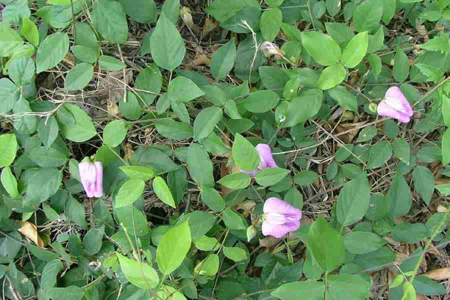 Campanilla (Centrosema pubescens Benth) - Leguminosa Forrajera