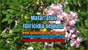 Árbol Forrajero de Matarraton (Gliricidia sepium)
