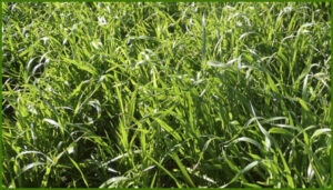 Pasto Ray Grass Anual (Lolium multiflorum)