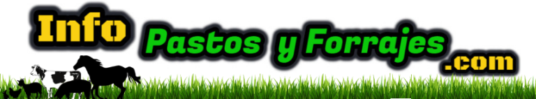 Pasto Búffel (Cenchrus ciliaris) - Información Completa