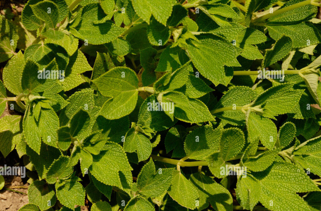 Ramio (Boehmeria nivea (L.) Gaud.) - Leguminosa Forrajera
